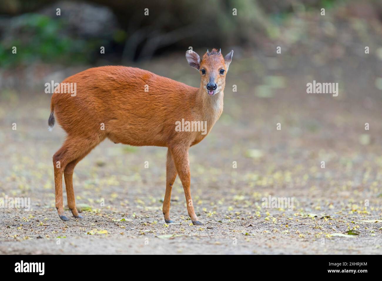 Red forest duiker (Cephalophus natalensis) antelope, iSimangaliso ...