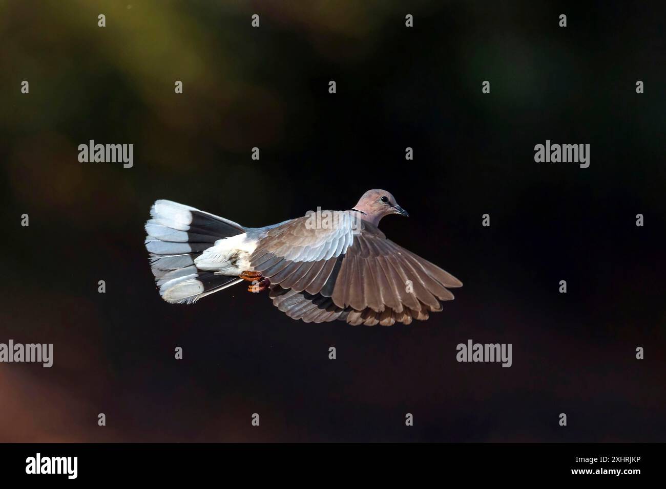 Red-crested Pigeon, (Streptopelia vinacea), Red-winged Turtle Dove ...