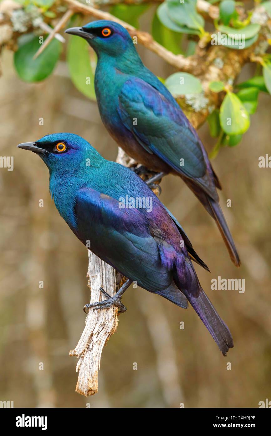 Cape starling (Lamprotornis nitens), pair, Mkuze Game Reserve, Mkuze ...