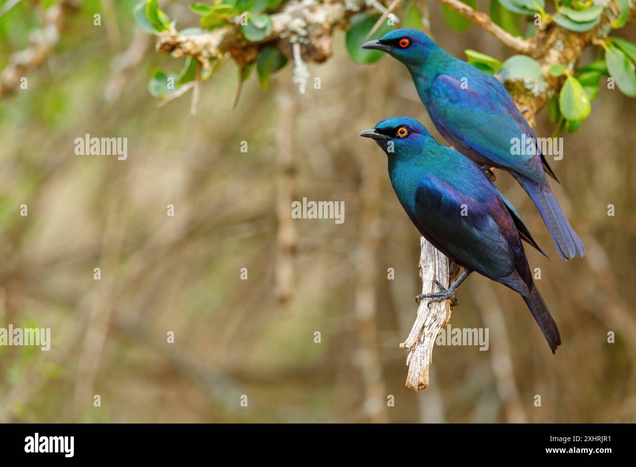 Cape starling (Lamprotornis nitens), pair, Mkuze Game Reserve, Mkuze ...