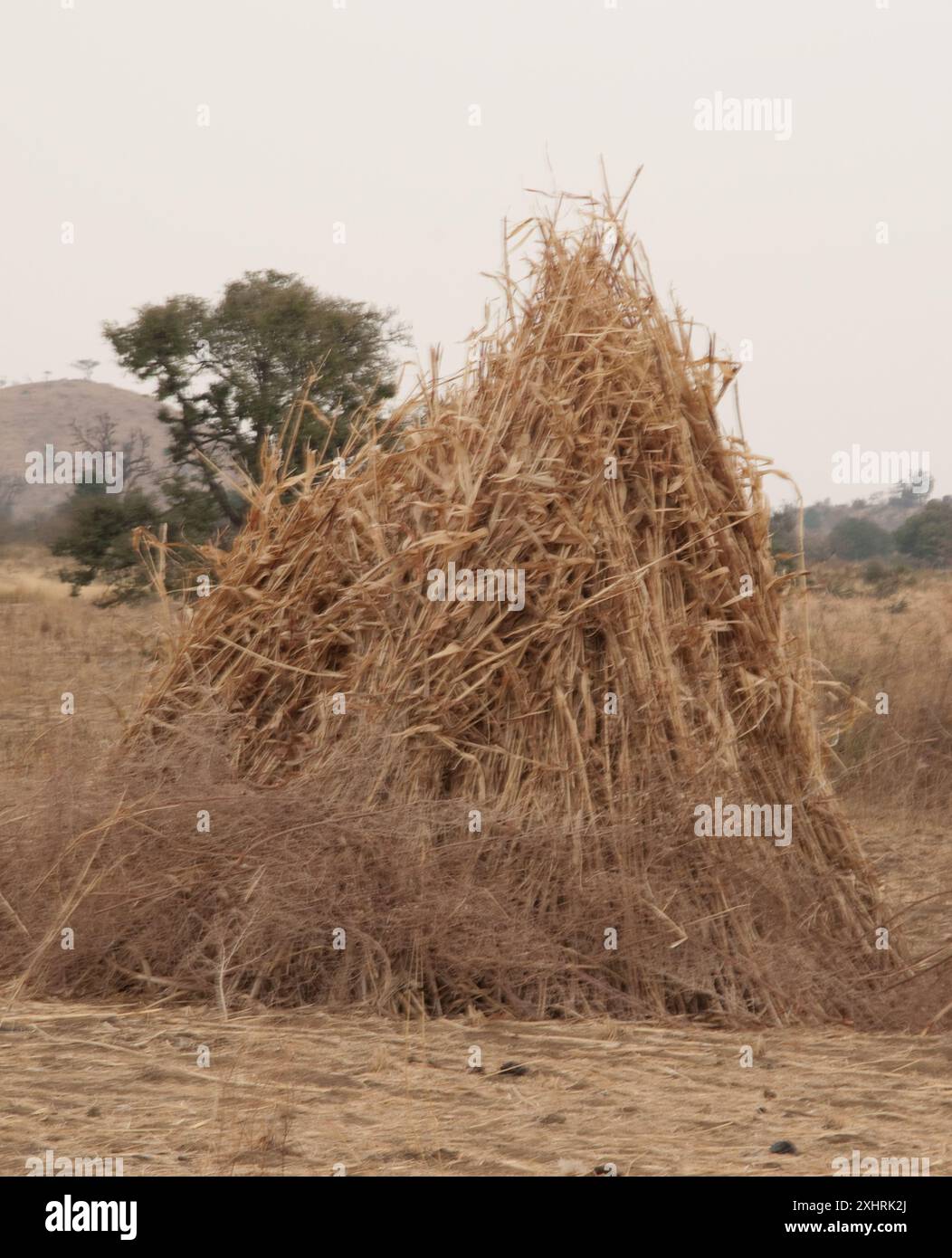 Bauchi hi-res stock photography and images - Alamy
