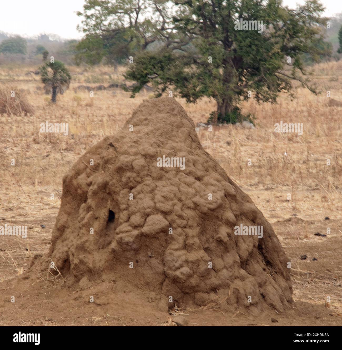 Ant hill, Bauchi State, Nigeria, Africa - ant hill or nest Stock Photo ...