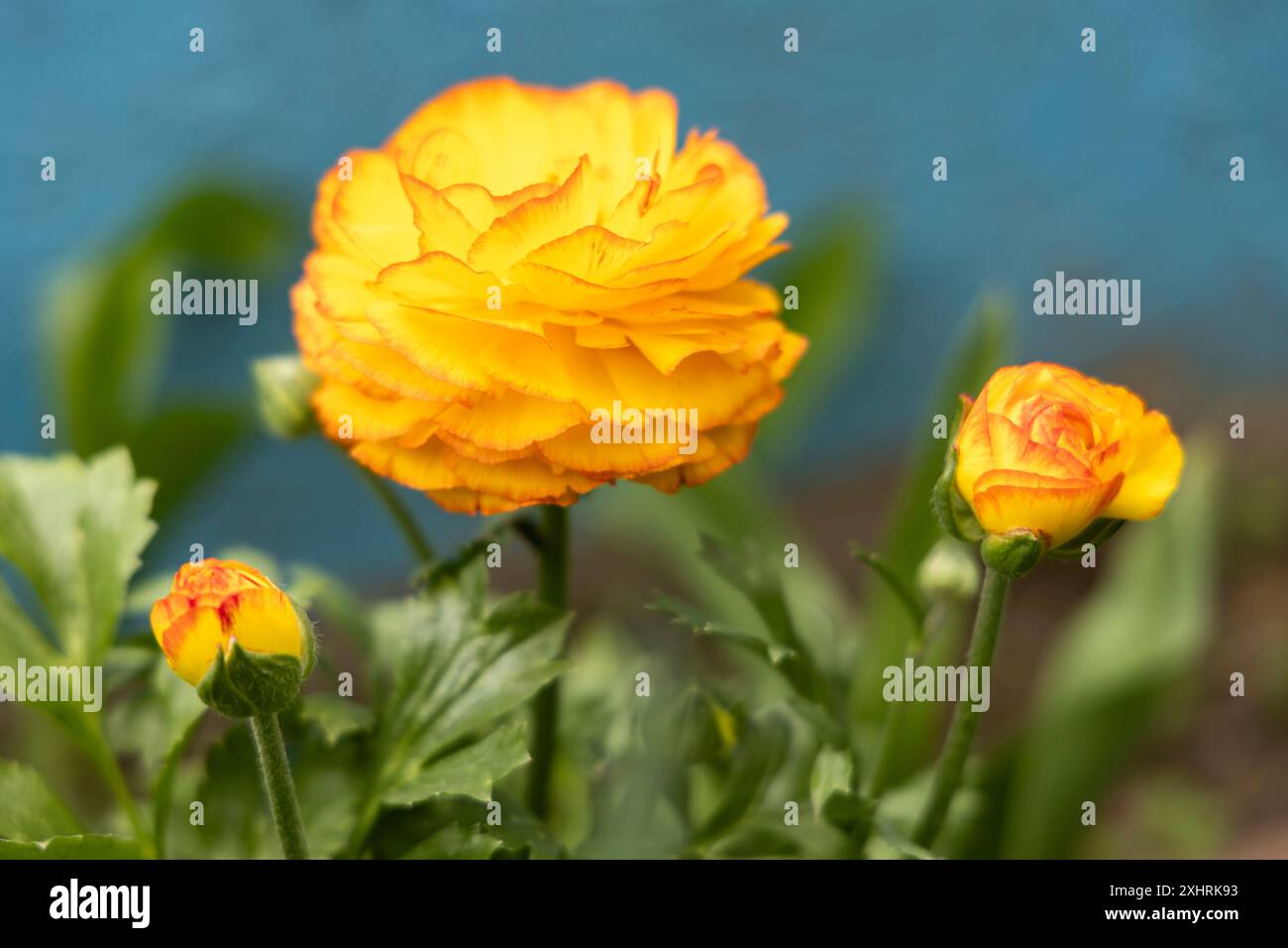 Persian buttercup flower field ranunculus hi-res stock photography and ...