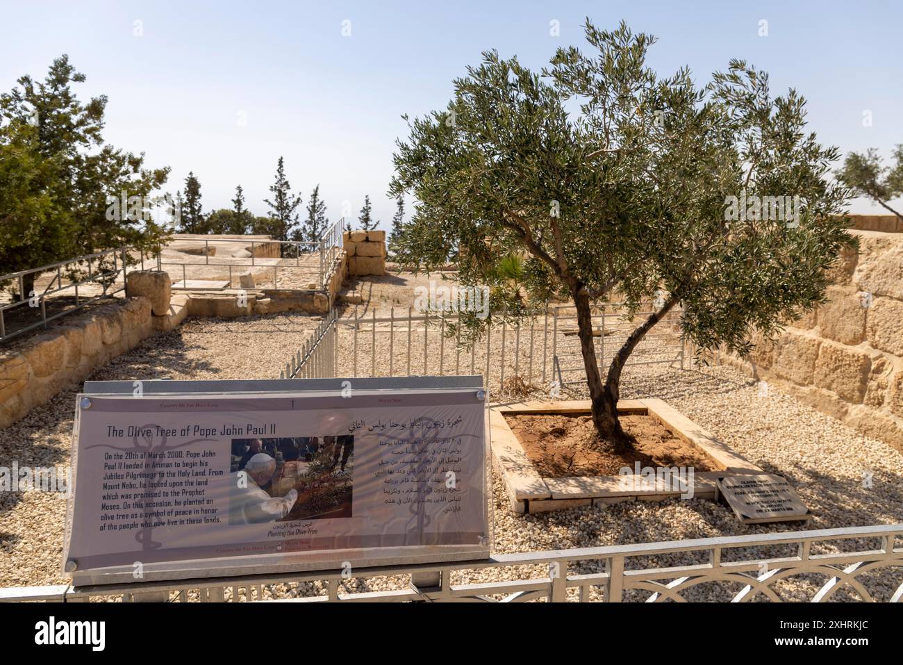 The olive tree of Pope John Paul II, planted for his pilgrimage, Mount Nebo, (Jabal Nibu), Saint ...