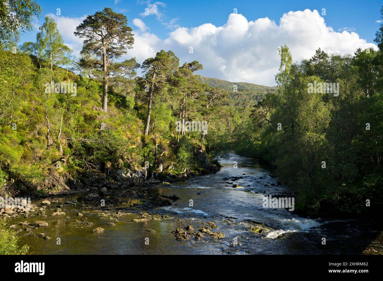 Caledonian pines by Loch Affric on the Scottish long distance trail ...