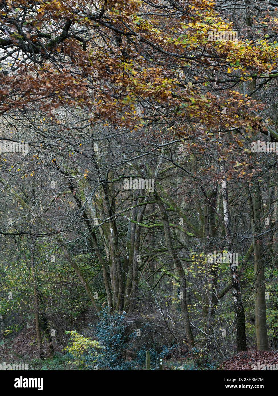 Mixed woodland at Mortimer Forest, Ludlow, Shropshire, UK Stock Photo ...