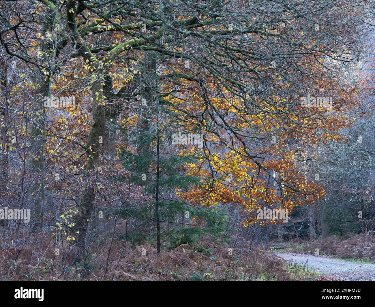 Mixed woodland at Mortimer Forest, Ludlow, Shropshire, UK Stock Photo ...