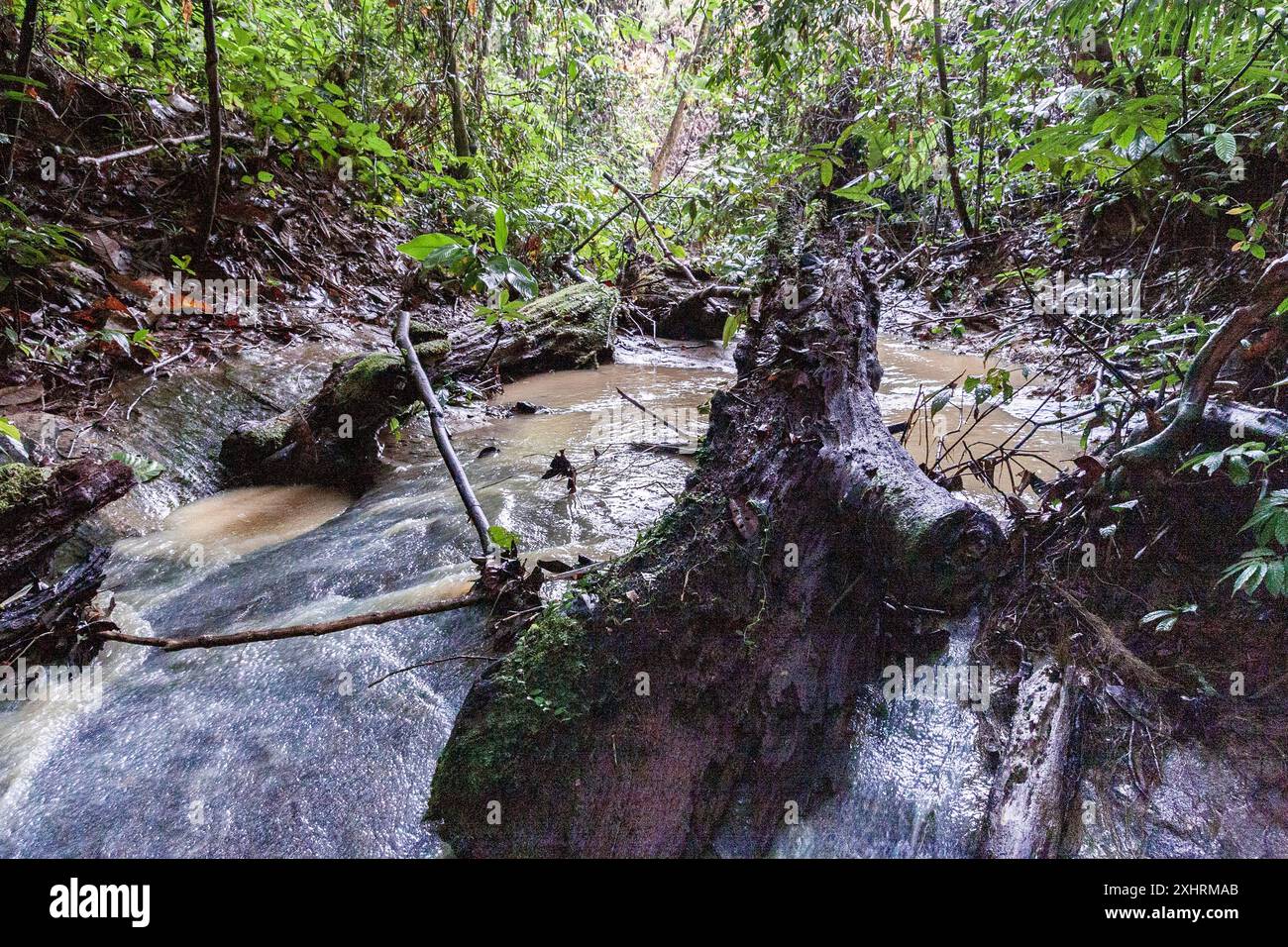 Borneo, Indonesia: Water flows on the forest Stock Photo - Alamy