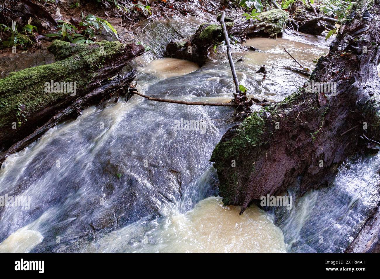 Borneo, Indonesia: Water flows on the forest Stock Photo - Alamy