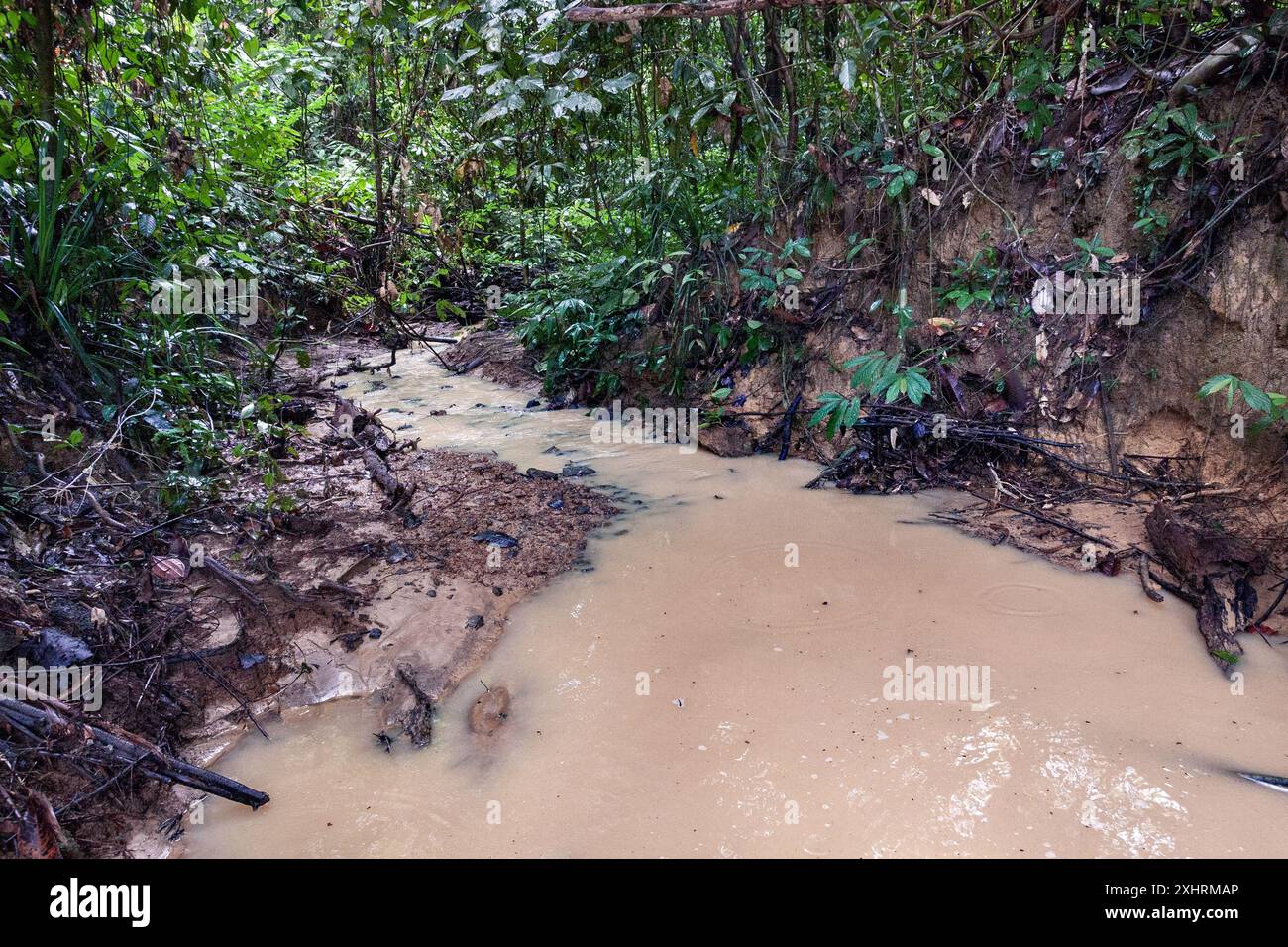 Borneo, Indonesia: Water flows on the forest Stock Photo - Alamy