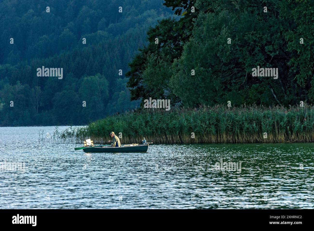 Single angler in rowing boat on the shore with common reed (Phragmites ...