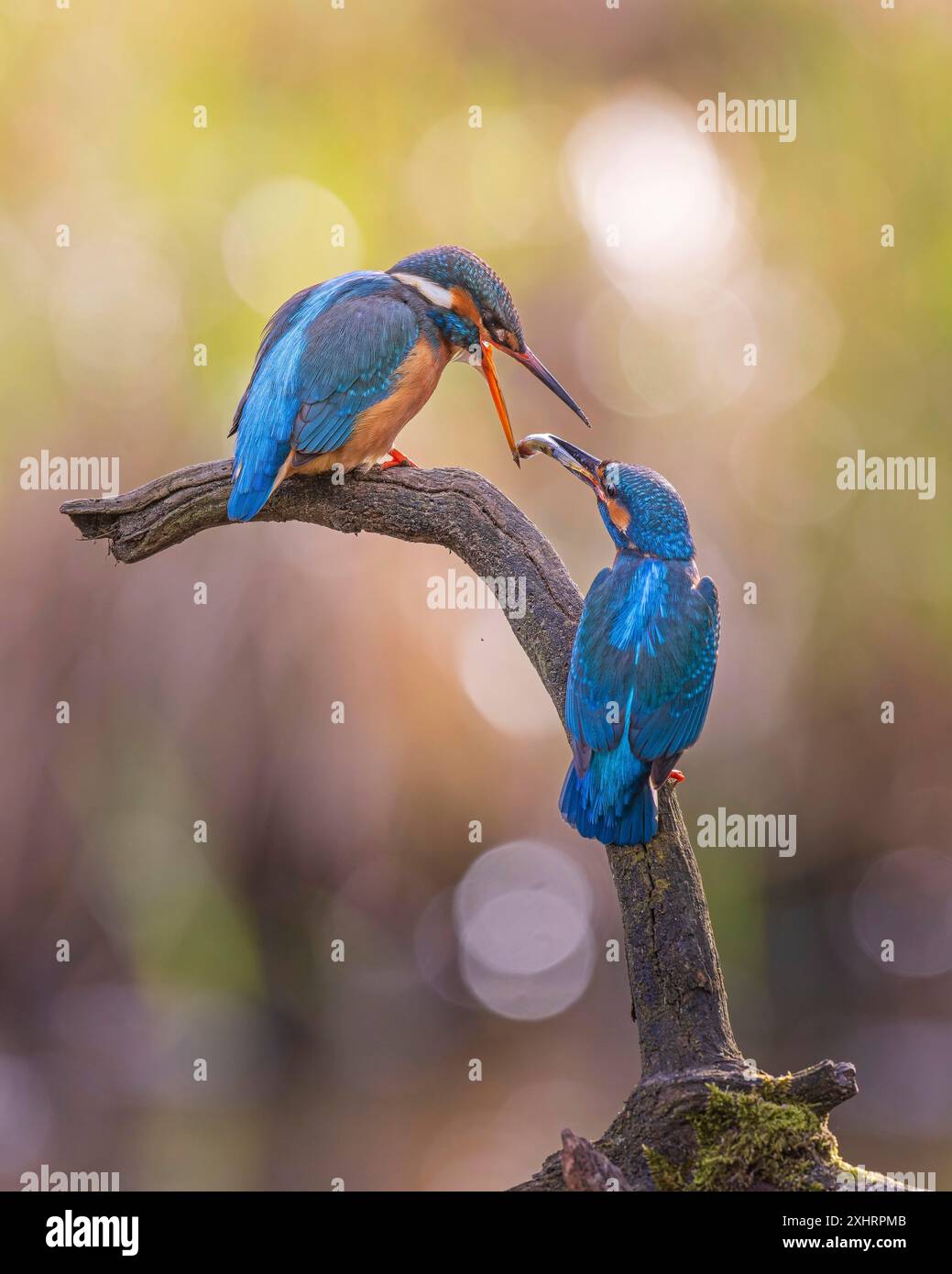 Common kingfisher (Alcedo atthis) male, female, pair, nuptial gift ...