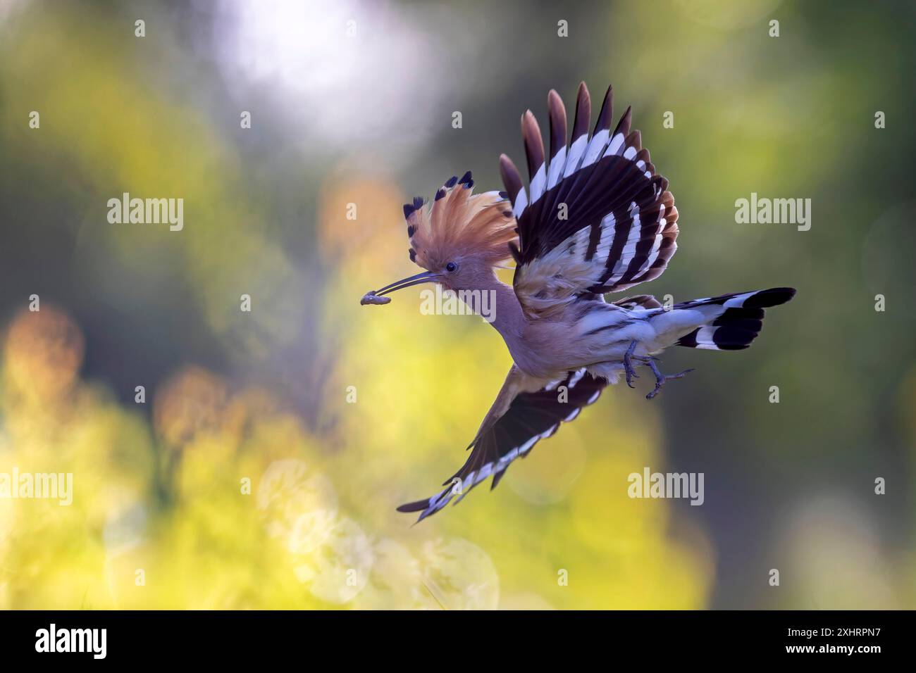 Hoopoe (Upupa epops) Bird of the Year 2022, with beetle larva as prey ...