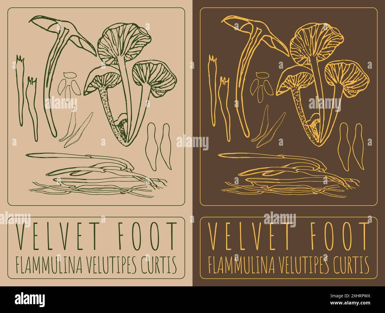 Vector drawing VELVET FOOT. Hand drawn illustration. The Latin name is ...