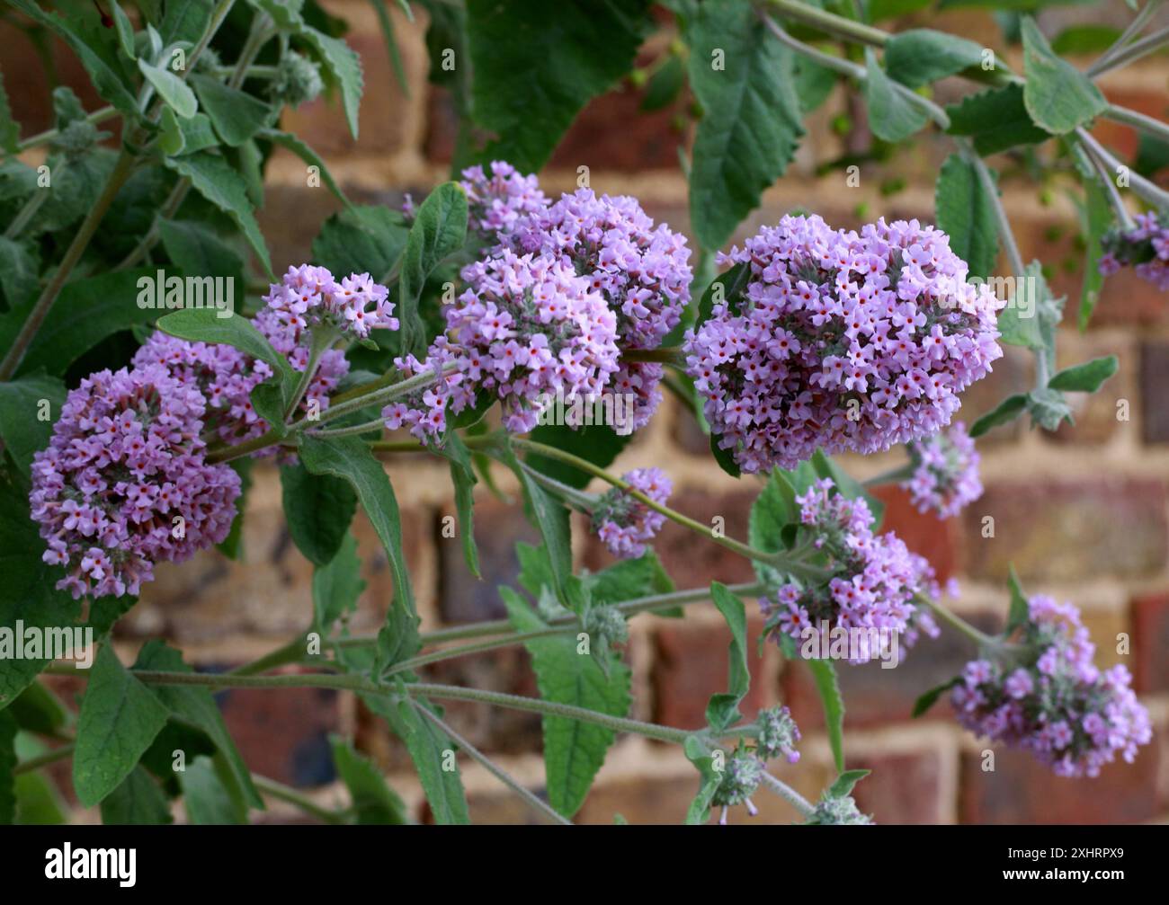 Himalayan butterfly hi-res stock photography and images - Alamy