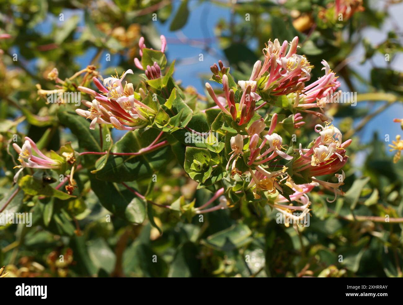 Evergreen Honeysuckle, Lonicera implexa, Caprifoliaceae. UK Stock Photo ...