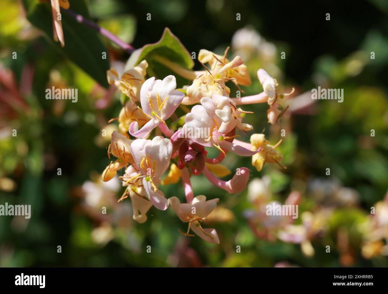 Evergreen Honeysuckle, Lonicera implexa, Caprifoliaceae. UK Stock Photo ...