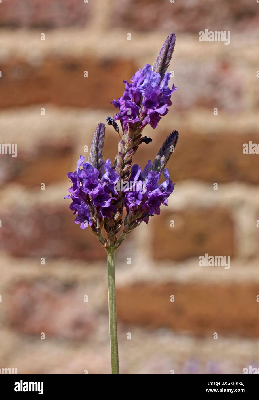 Lavandula pinnata x lavandula canariensis hi-res stock photography and ...