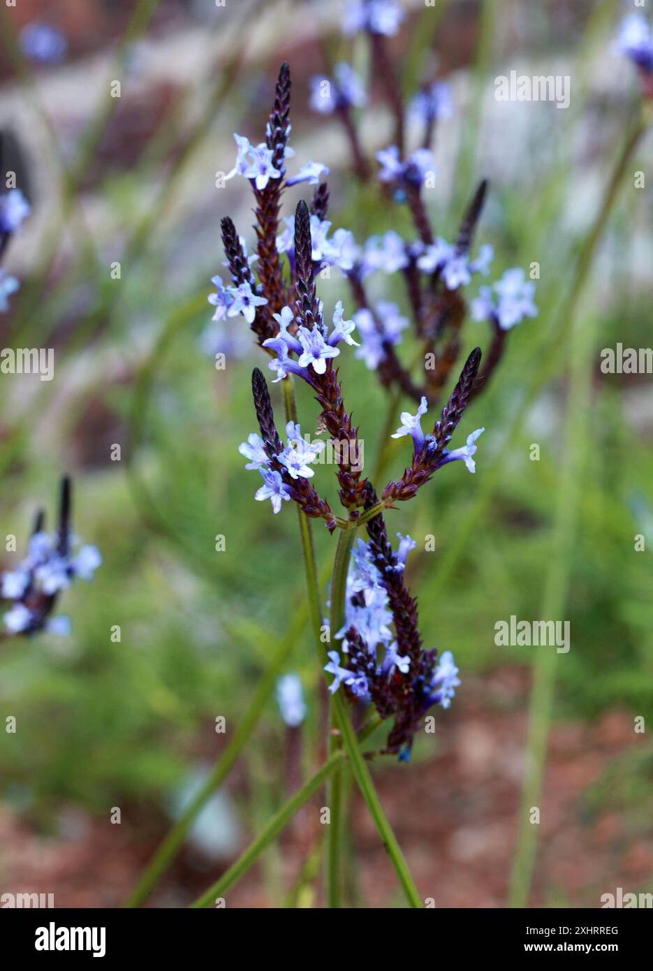 Lavendula canariensis hi-res stock photography and images - Alamy