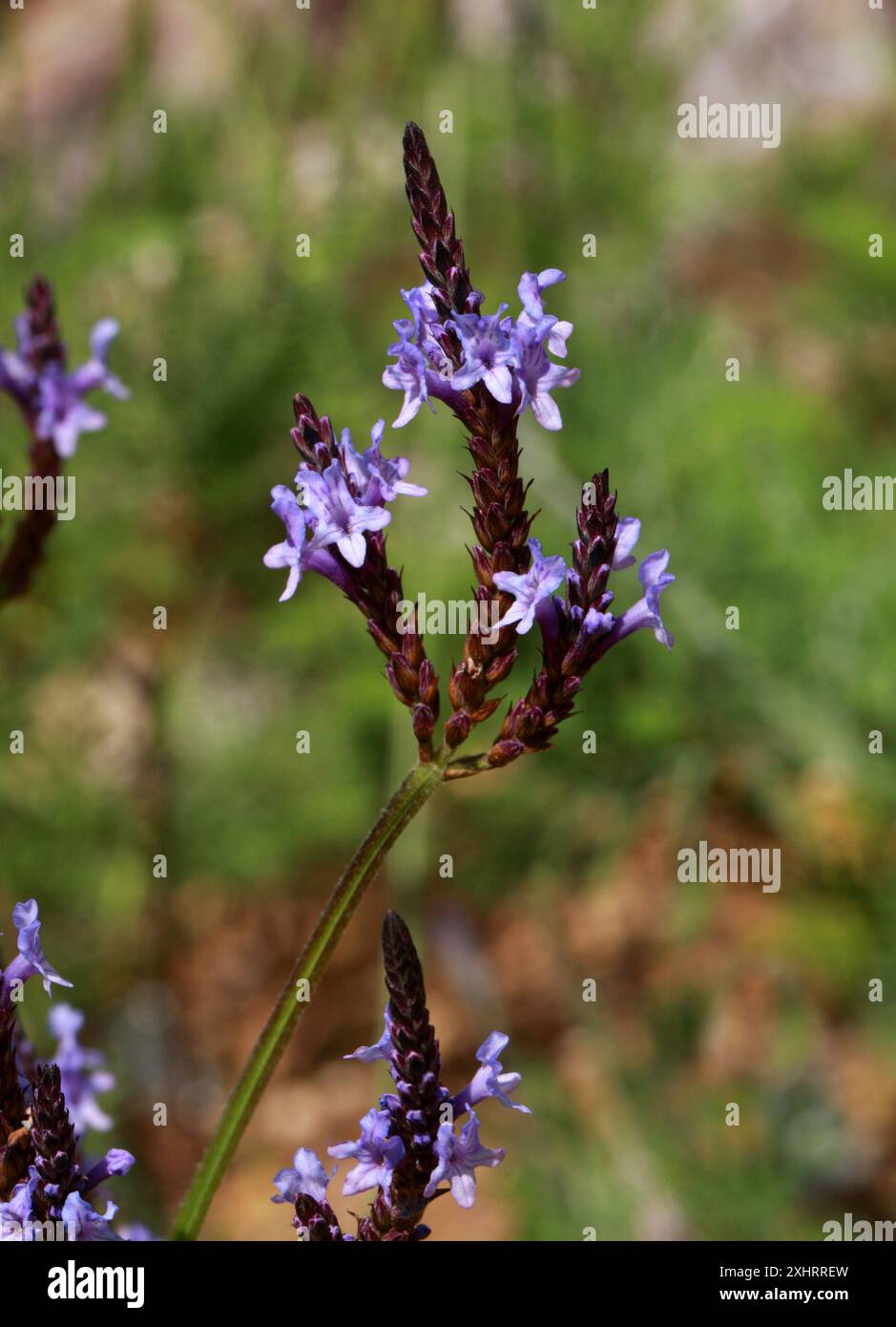 Lavendula canariensis hi-res stock photography and images - Alamy