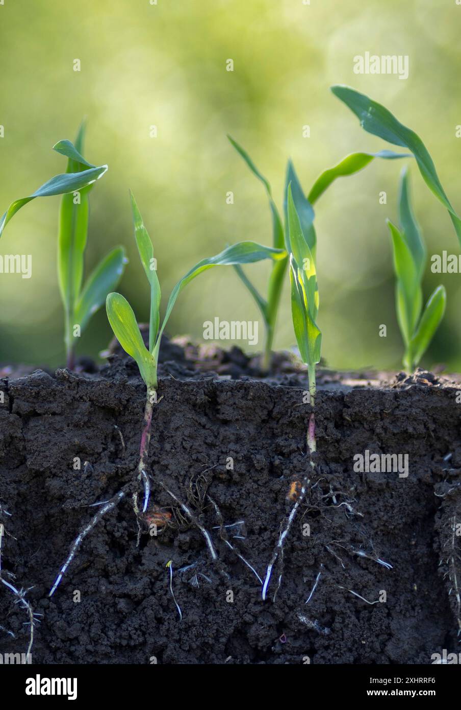 Young corn plants with roots in the soil Stock Photo - Alamy