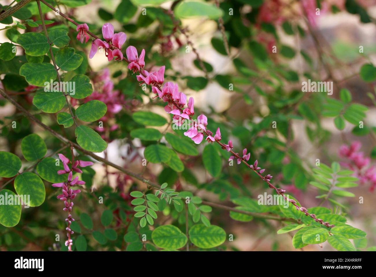 Szechuensis hi-res stock photography and images - Alamy