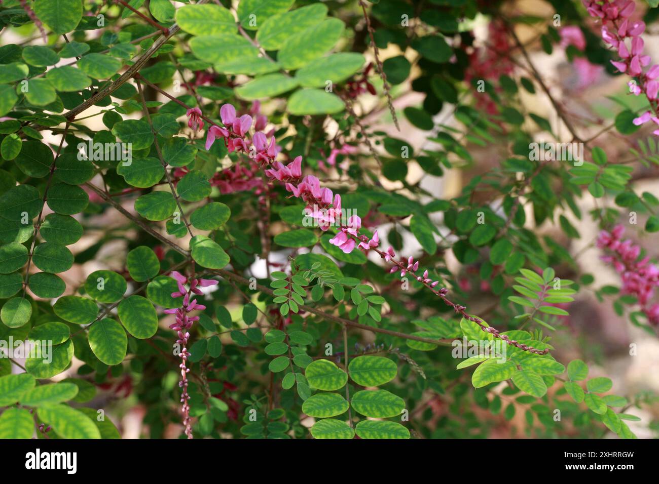 Indigofera szechuensis hi-res stock photography and images - Alamy