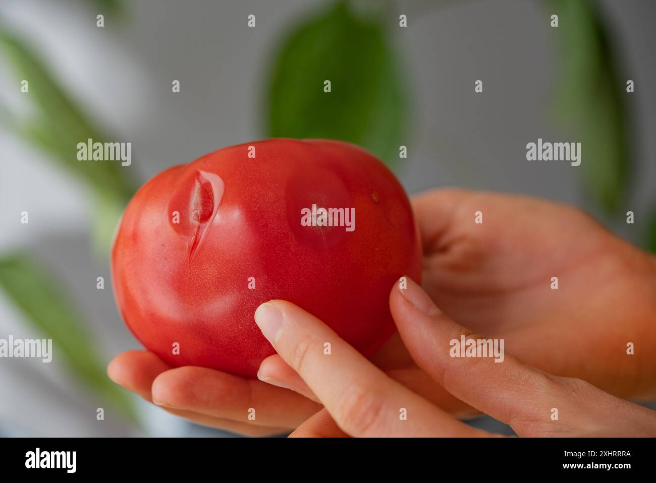 Close-up of hands carefully inspecting a large tomato with visible ...
