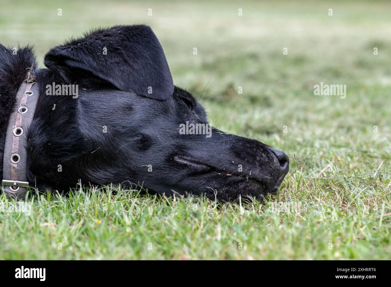 Head shot of a cute black Labrador lying down on the grass Stock Photo ...