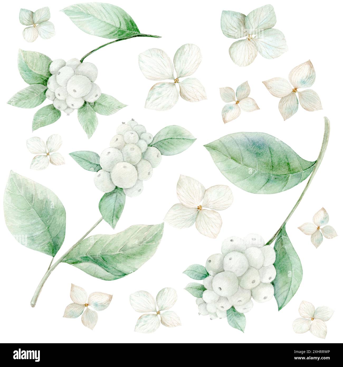 Set of snowberry and hydrangea flowers on white background. Watercolor ...