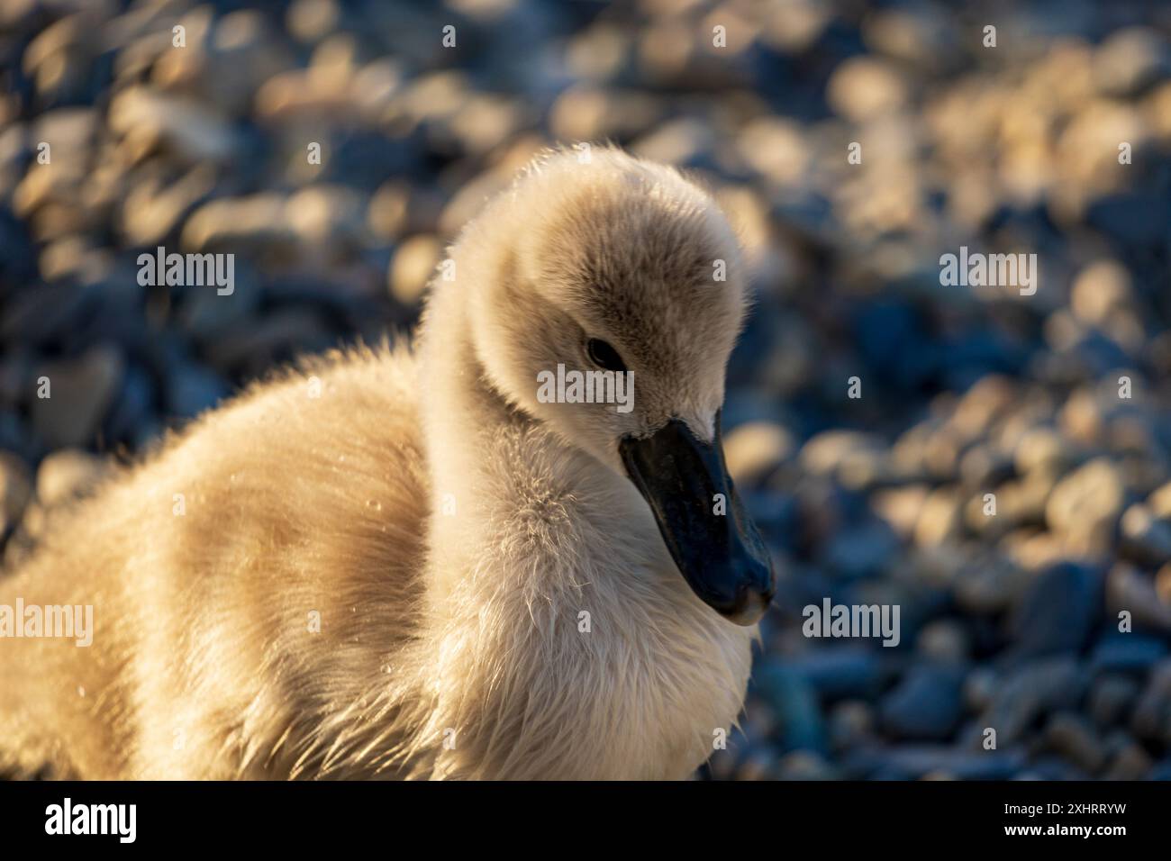 Swan sunbathing hi-res stock photography and images - Alamy