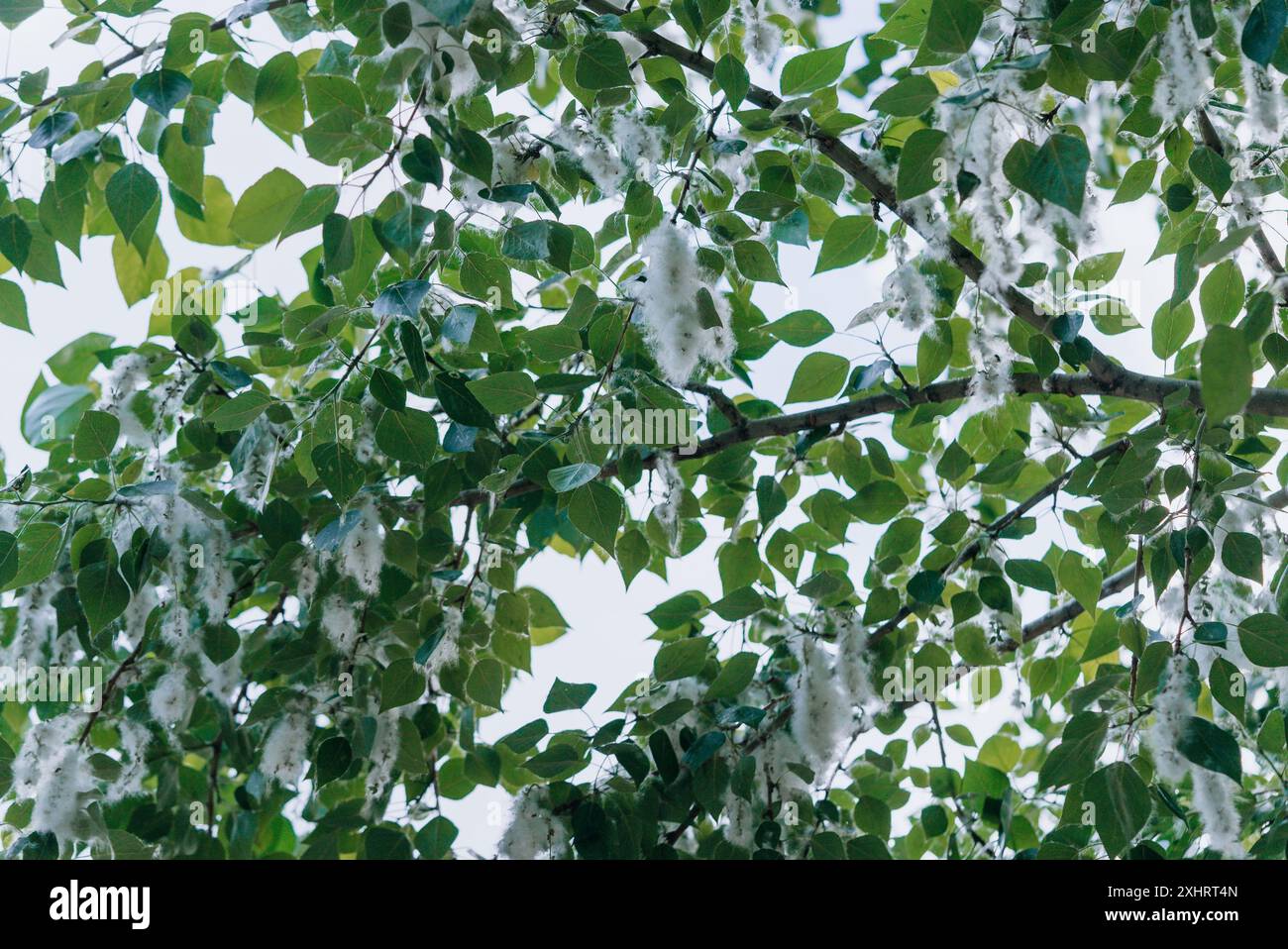 Cotton like seeds hi-res stock photography and images - Alamy