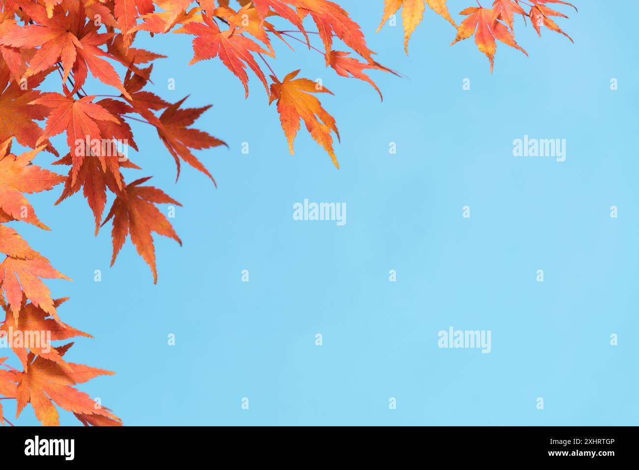 Autumn Maple Branches with Leaves on Blue Sky Background With Copy ...