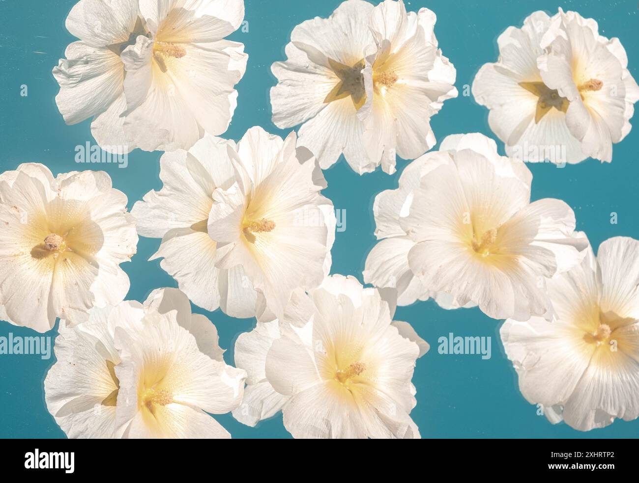 White hibiscus flowers floating serenely on clear blue water, creating ...