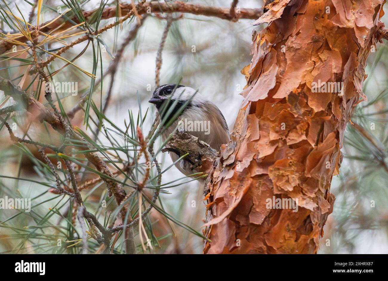 A Mountain Chickadee perched upon a Scotch Pine tree in the Fall season ...