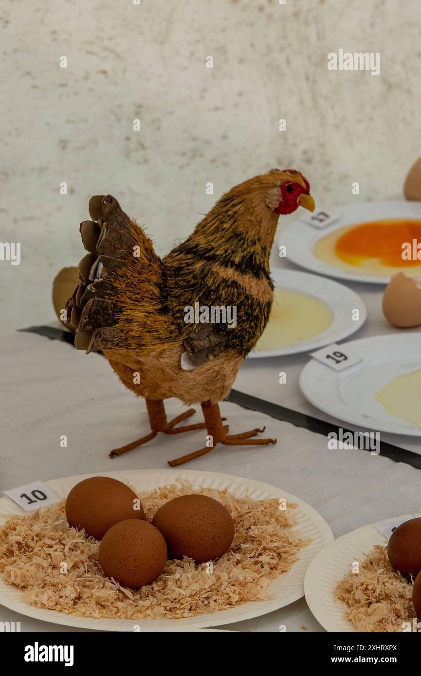 chicken and eggs at a country show Stock Photo - Alamy