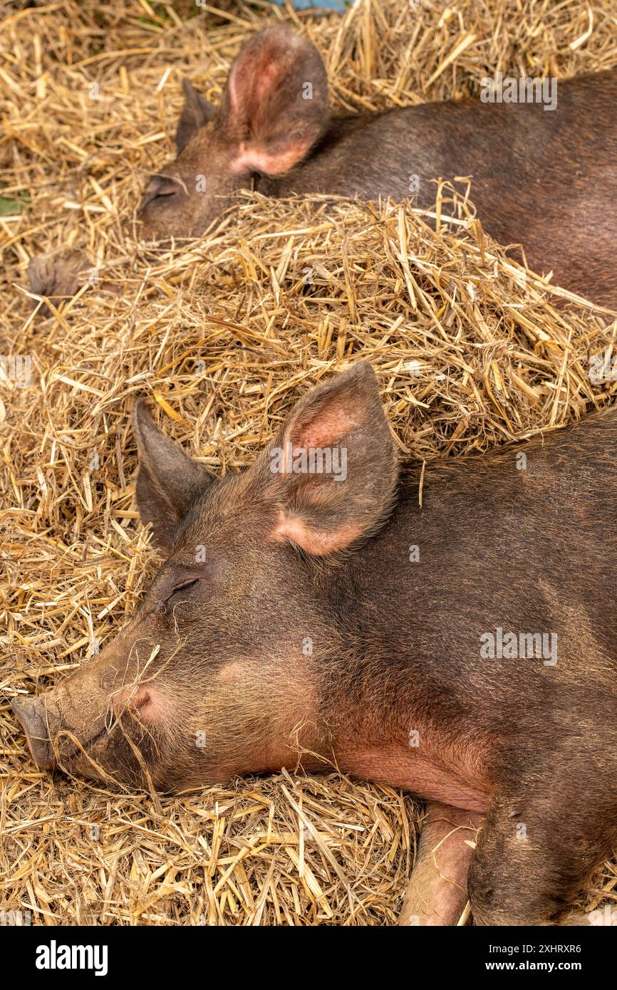 Meat breeds of pigs hi-res stock photography and images - Alamy