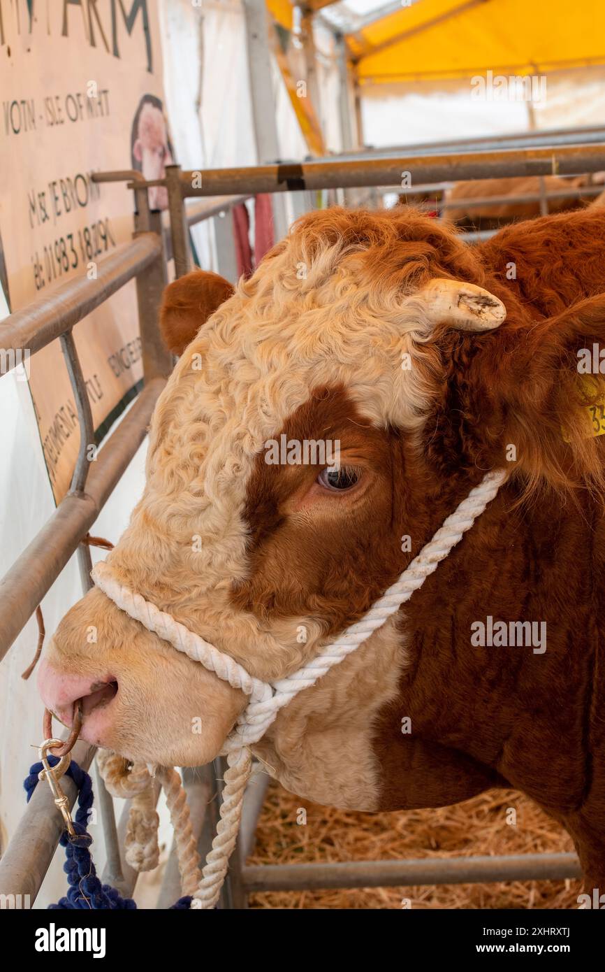 rare breeds cow or bull tethered in an agricultural show on the isle of wight uk Stock Photo - Alamy