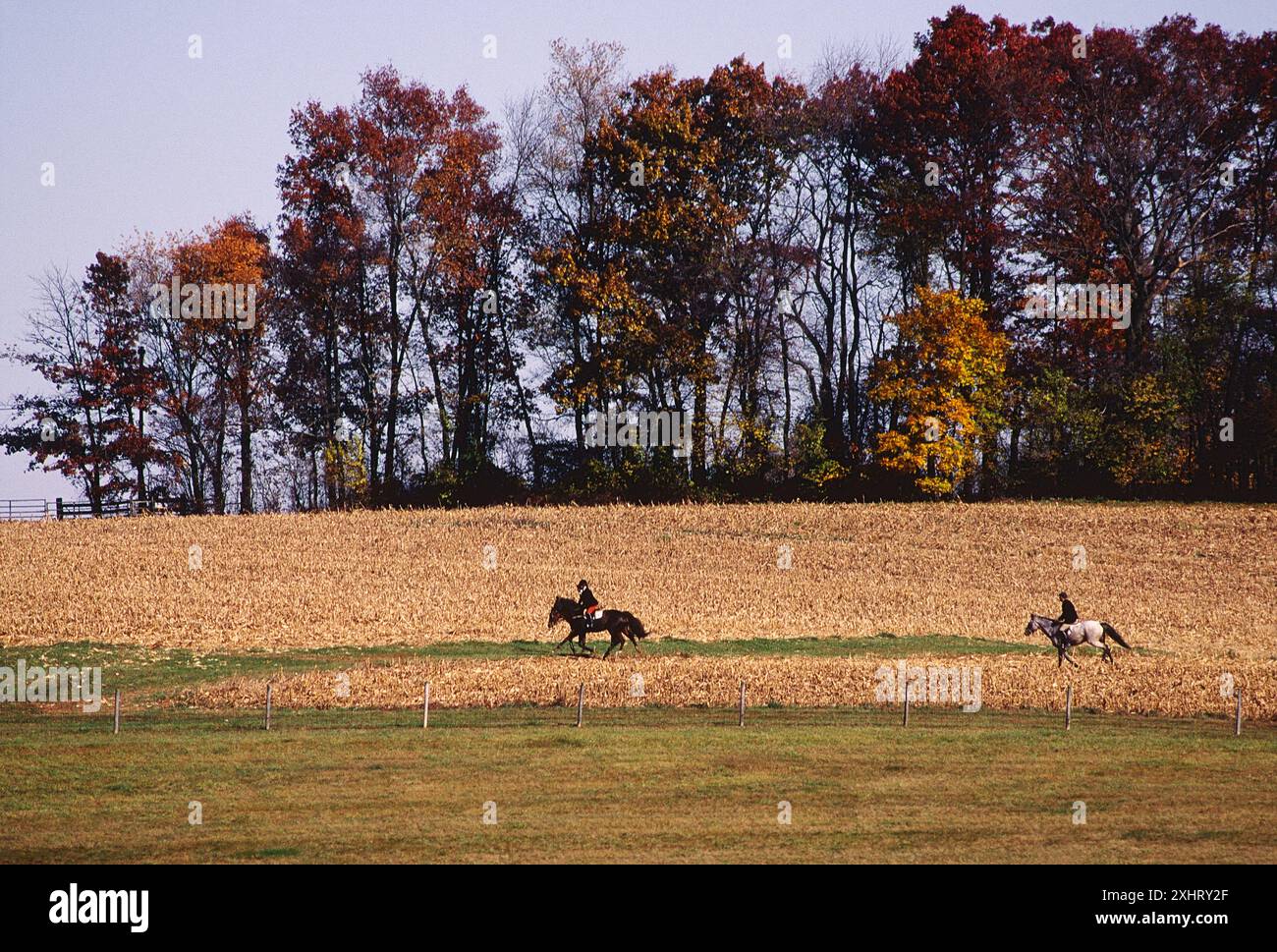 FOX HUNTING ON HORSEBACK, CHESHIRE FOXHOUNDS, RUNNYMEADE FARM, CHESTER ...
