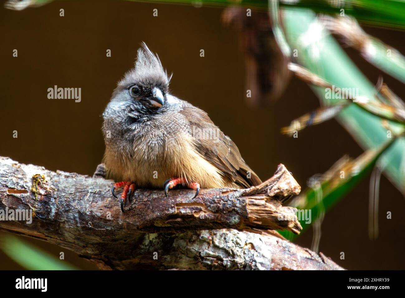 The Speckled Mousebird, with its distinctive crest and long tail, was ...