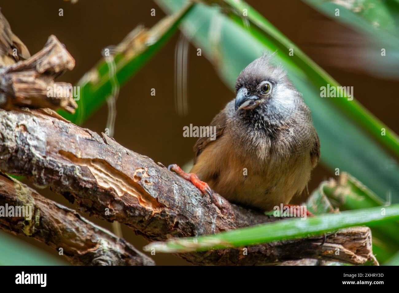 The Speckled Mousebird, with its distinctive crest and long tail, was ...