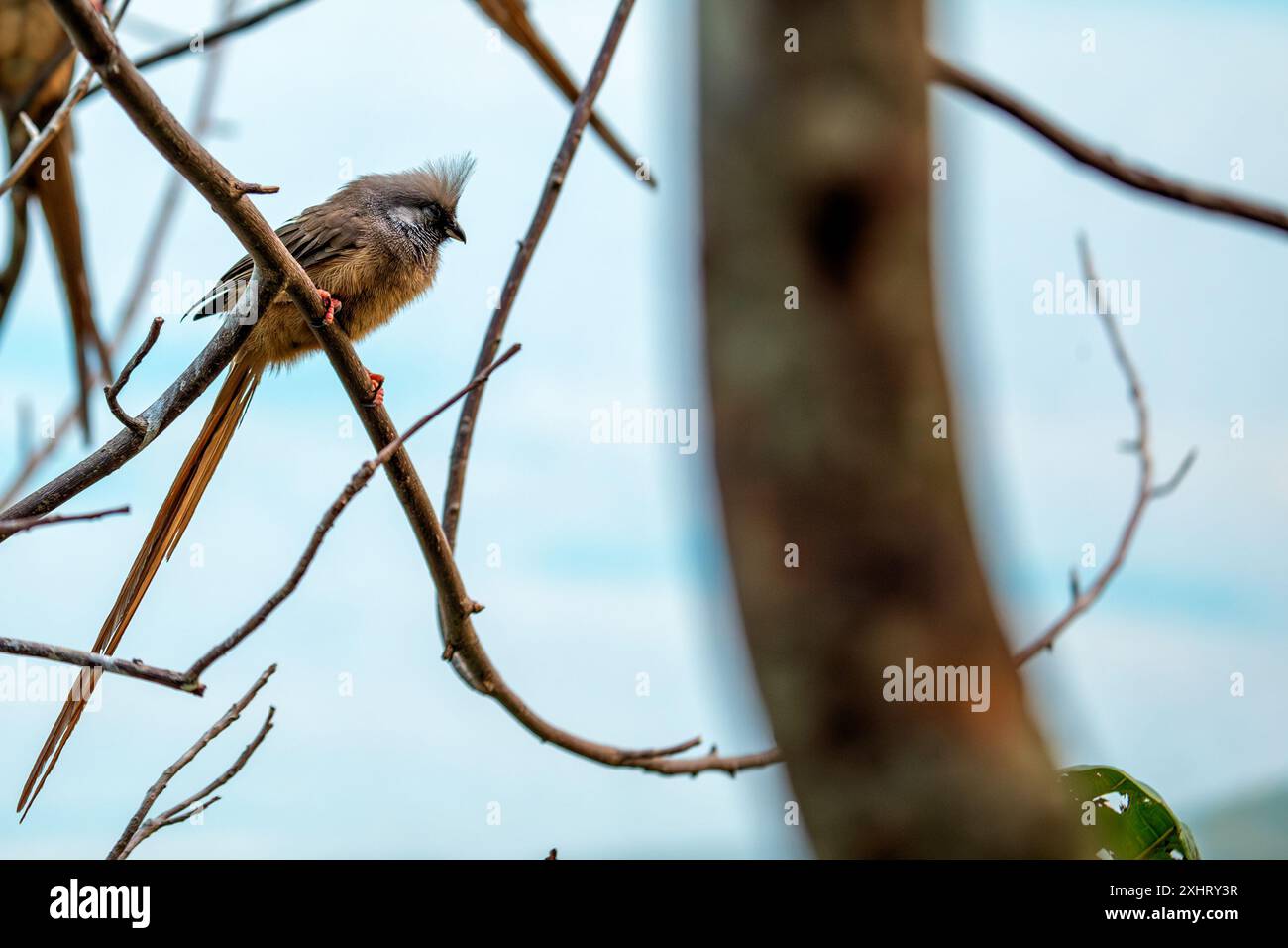The Speckled Mousebird, with its distinctive crest and long tail, was ...