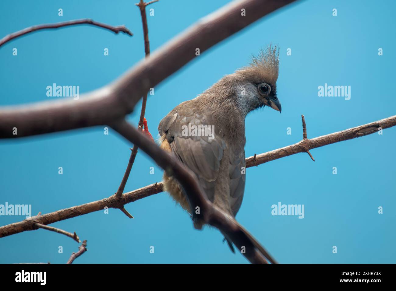 The Speckled Mousebird, with its distinctive crest and long tail, was ...
