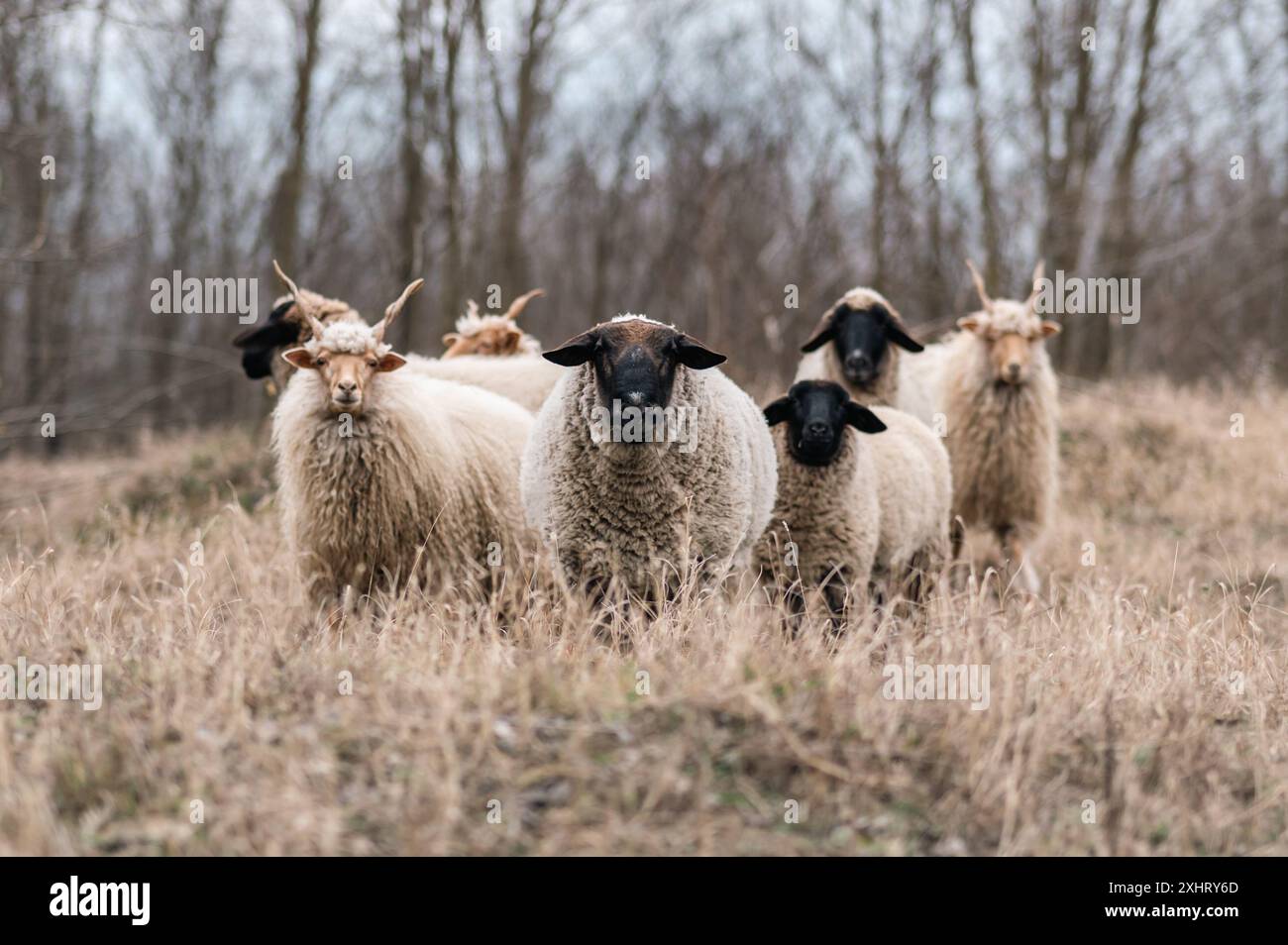 Flock of hungarian racka and english suffolk sheeps on the field in ...