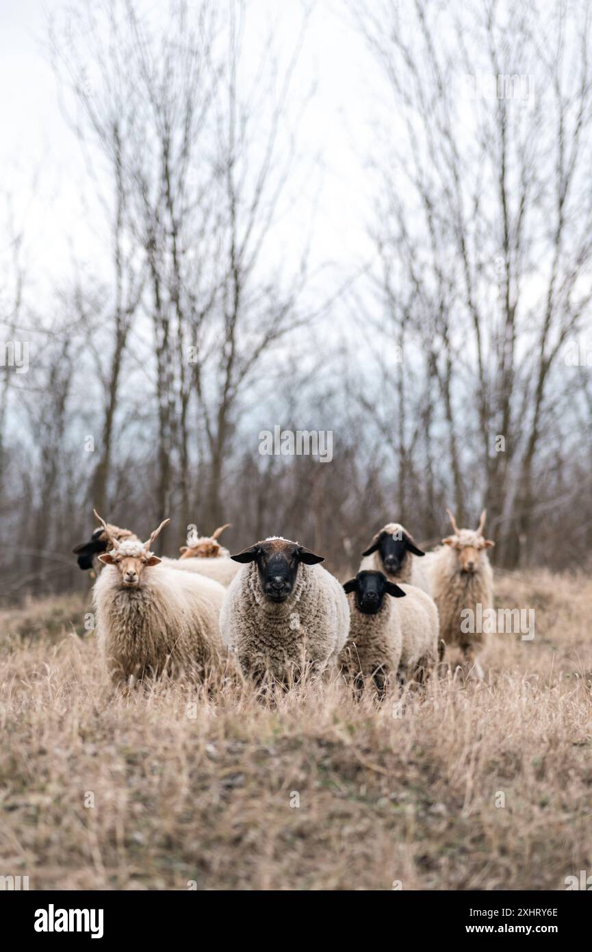 Flock of hungarian racka and english suffolk sheeps on the field in ...