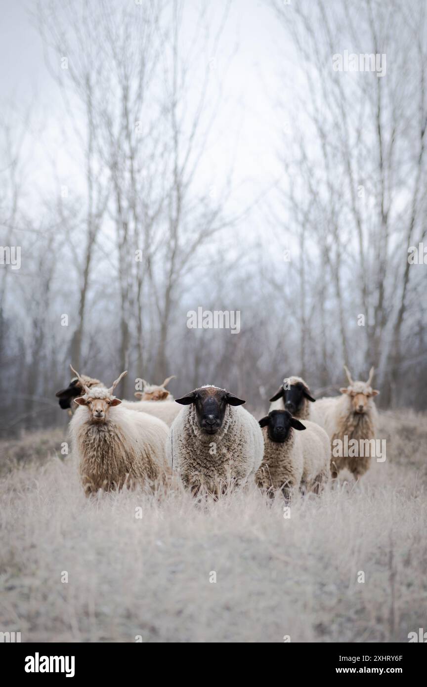 Flock of hungarian racka and english suffolk sheeps on the field in ...