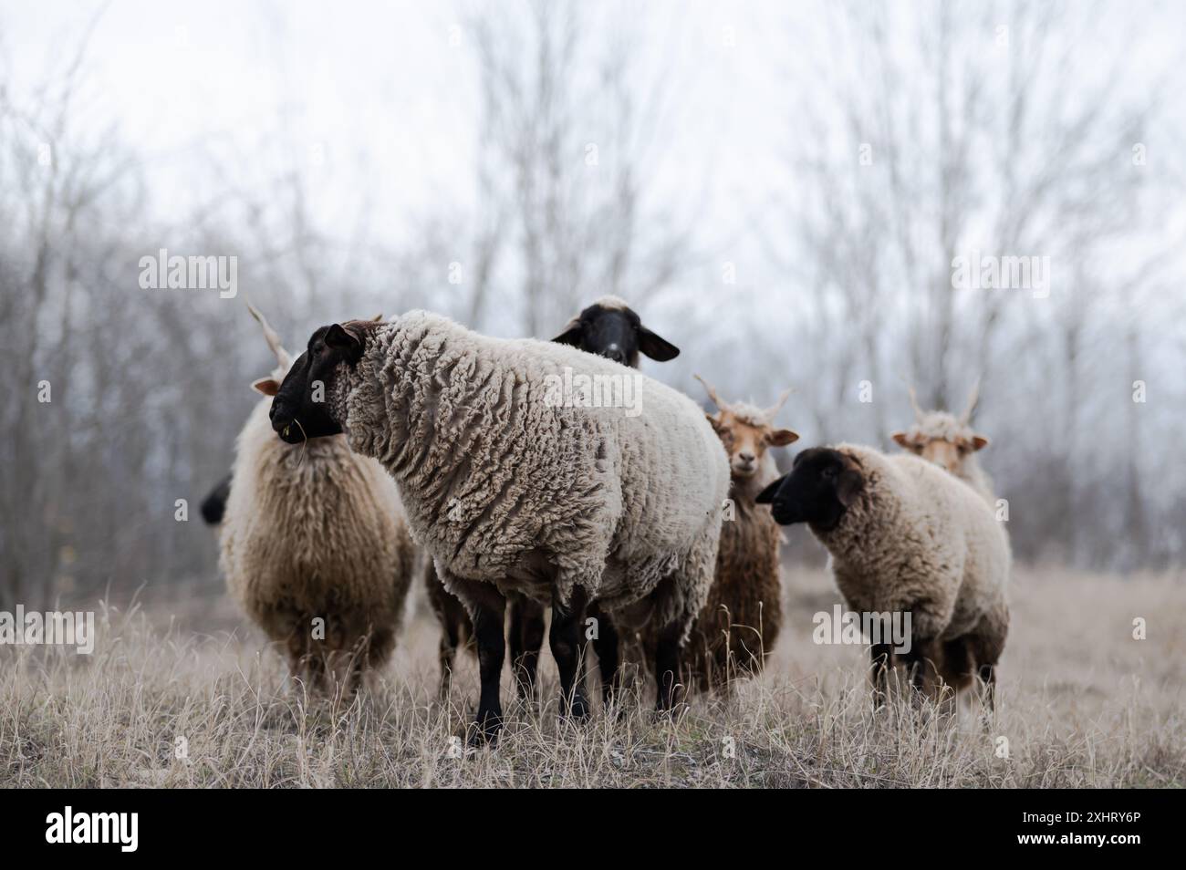 Flock of hungarian racka and english suffolk sheeps on the field in ...