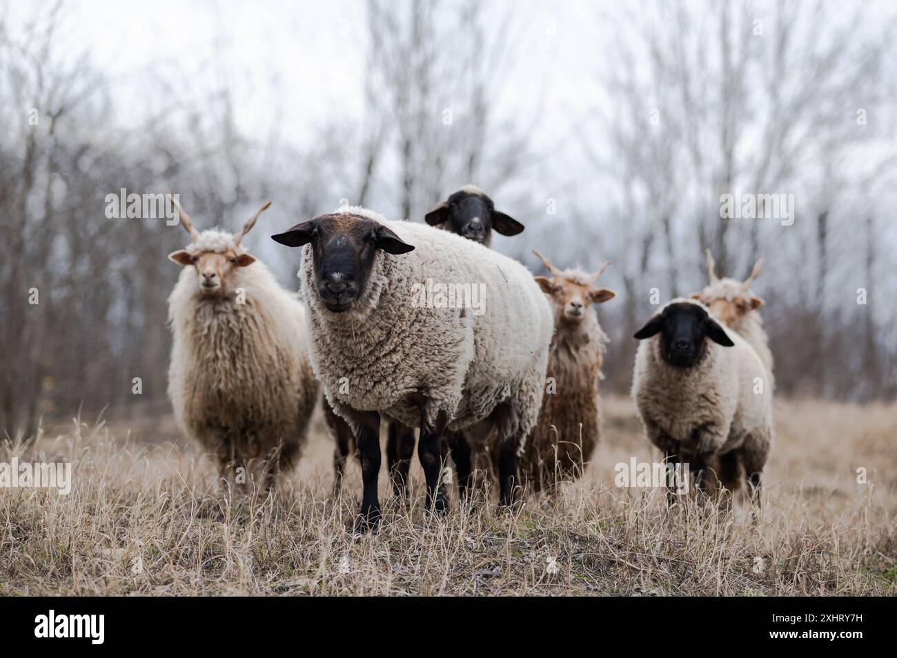 Flock of hungarian racka and english suffolk sheeps on the field in ...