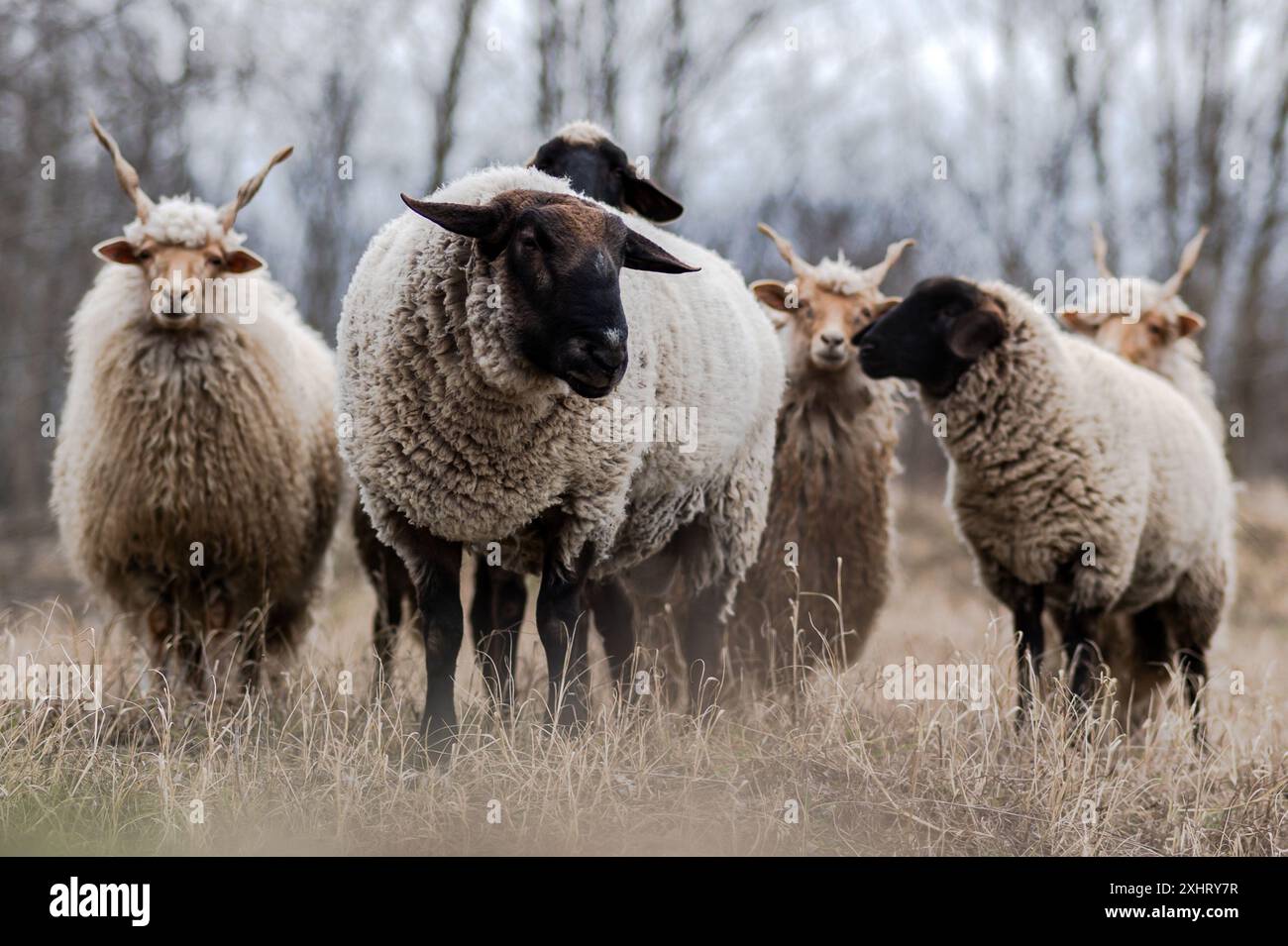 Flock of hungarian racka and english suffolk sheeps on the field in ...