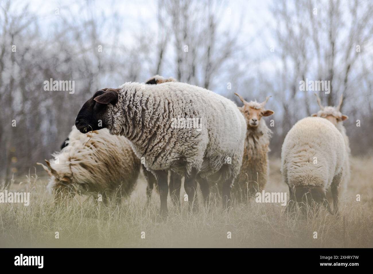 Flock of hungarian racka and english suffolk sheeps on the field in ...